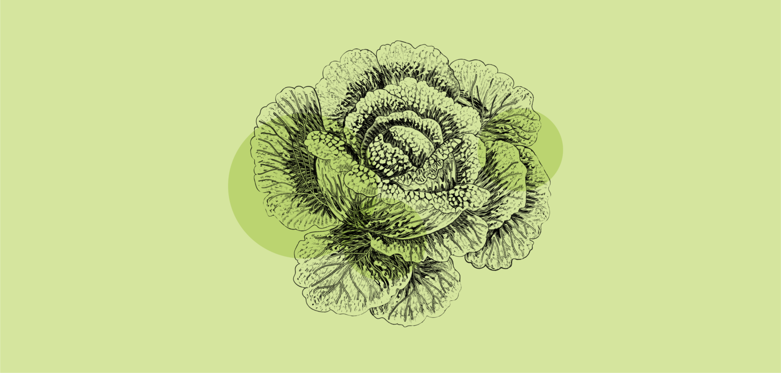 CRUCIFERE | Glossario | Aging Project Uniupo